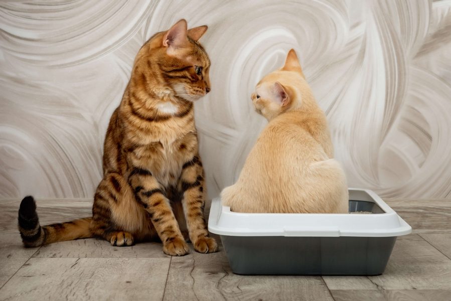 Katzenseuche bei Katzen: Symptome, Diagnose und Behandlung | Cat’s Best