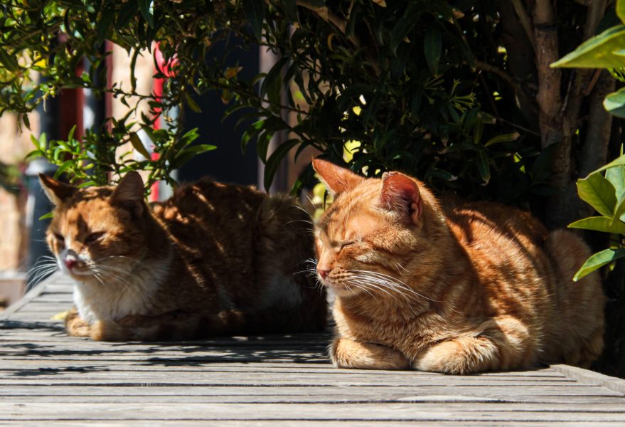 Tipps für den Urlaub mit Katze | Cat’s Best