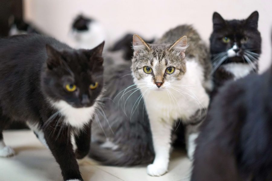 Haarlinge bei Katzen: Erkennen, Behandeln und Vorbeugen | Cat’s Best