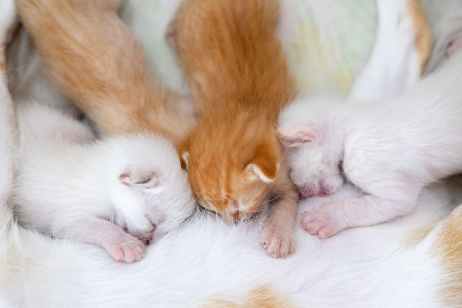 Katzen mit Down-Syndrom – gibt es das? | Cat’s Best