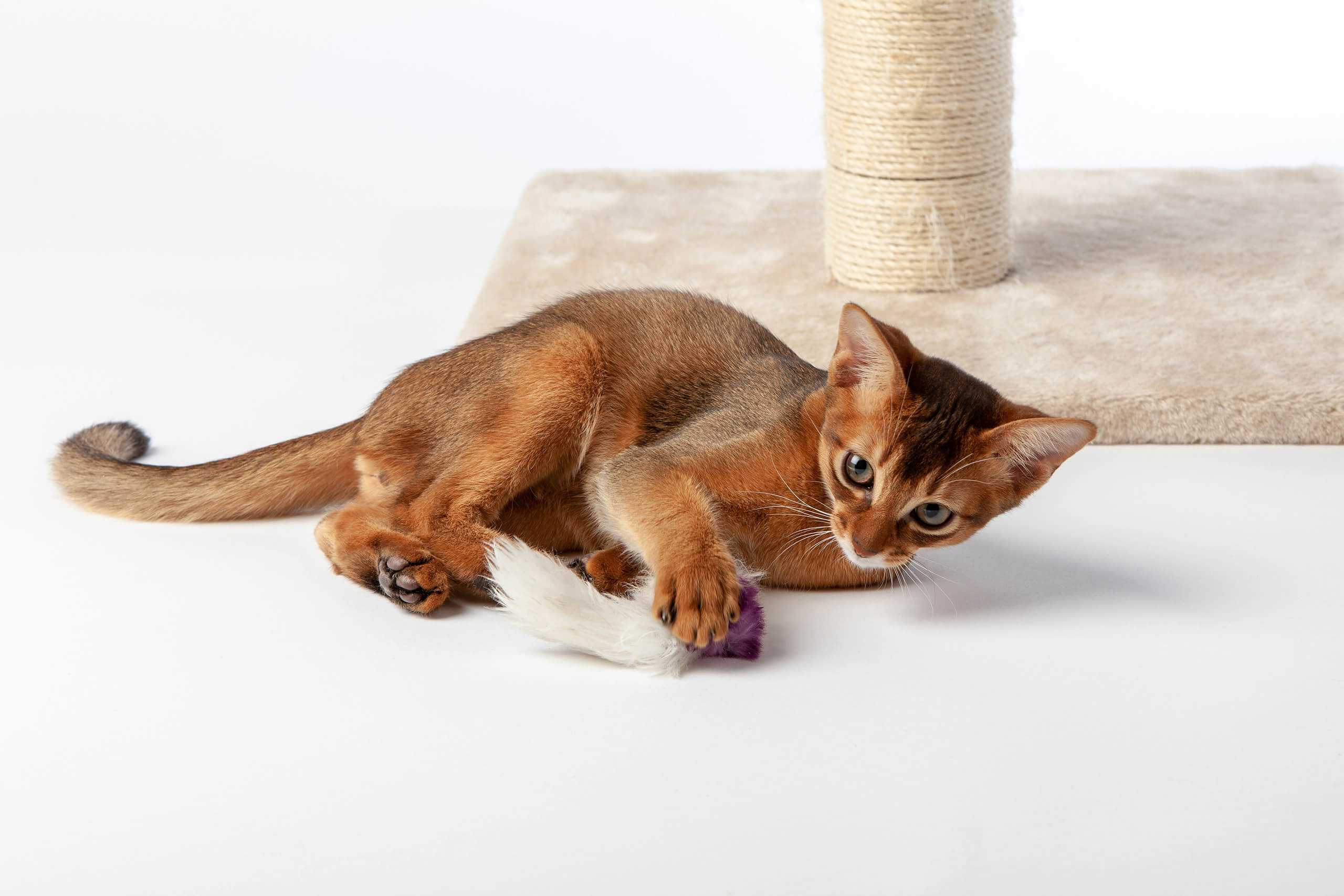 Abyssian | Cat’s Best