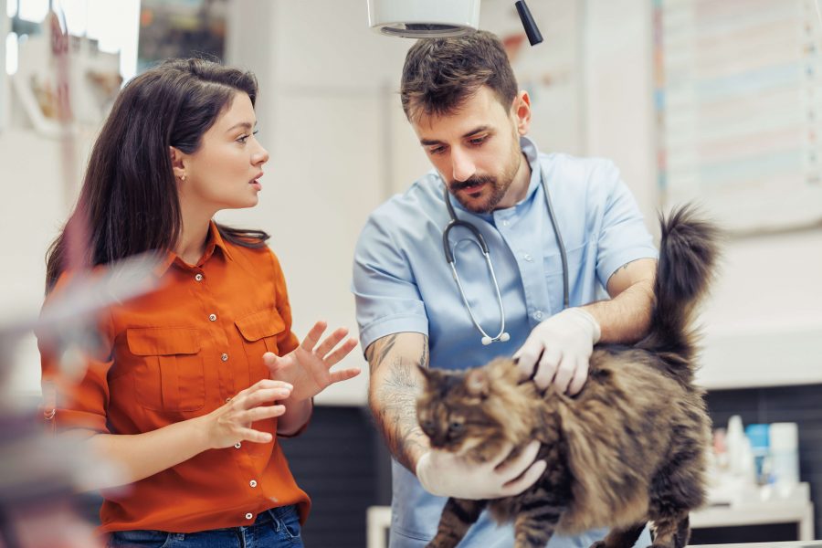 FORL bei Katzen: Symptome, Diagnose, Behandlung und Kosten | Cat’s Best