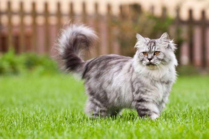 Britisch Langhaar | Cat’s Best
