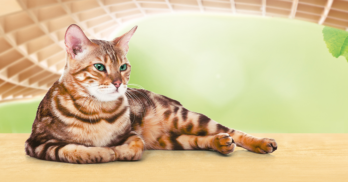 Sales Manual GB | Cat’s Best