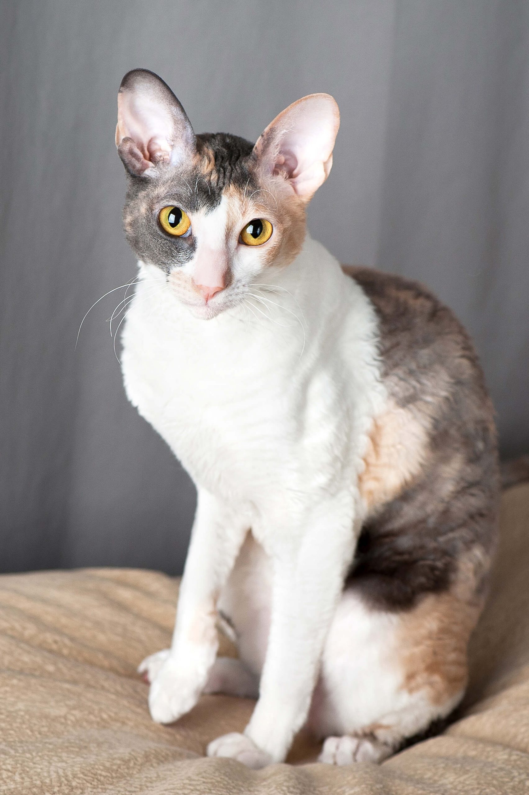 Cornish Rex | Cat’s Best