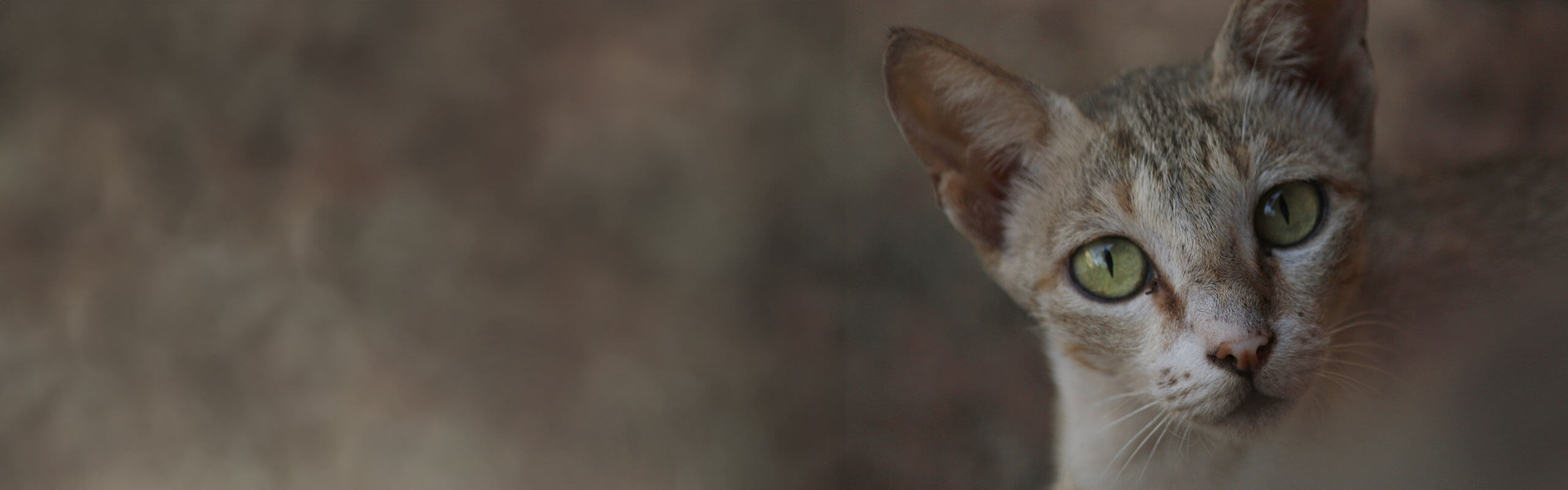 German Rex | Cat’s Best