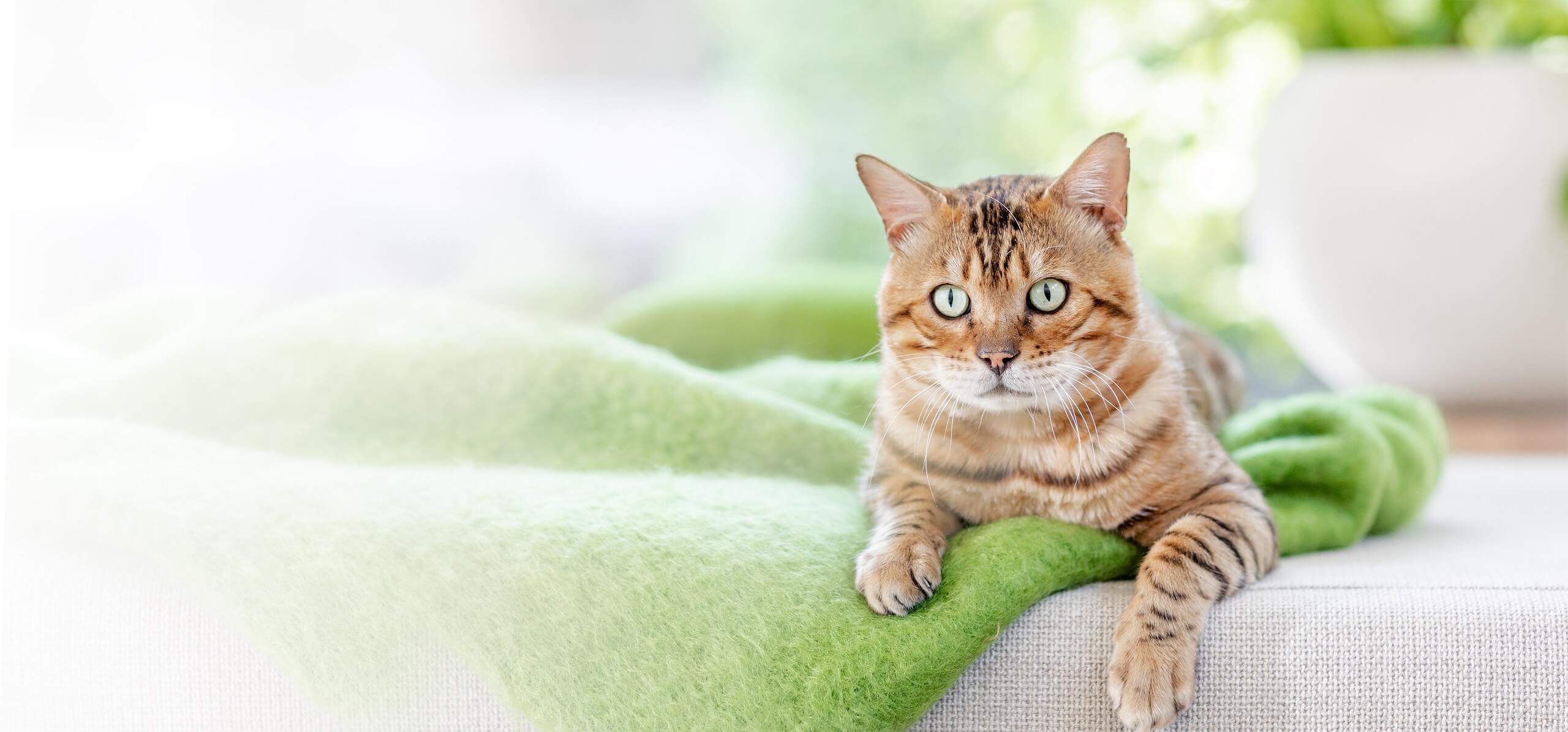 Why Cat’s Best | Cat’s Best