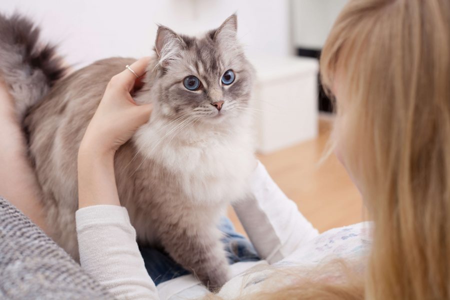 Katzenseuche bei Katzen: Symptome, Diagnose und Behandlung | Cat’s Best