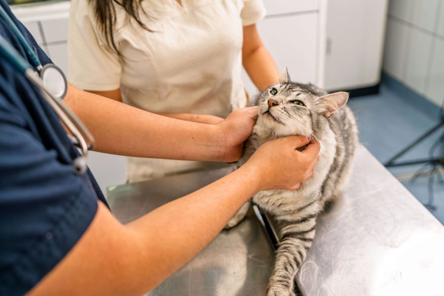 Katzenseuche bei Katzen: Symptome, Diagnose und Behandlung | Cat’s Best
