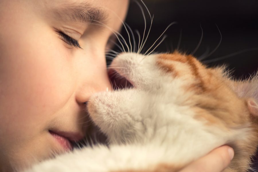 Katzenbiss – was tun, wenn die Katze beißt | Cat’s Best