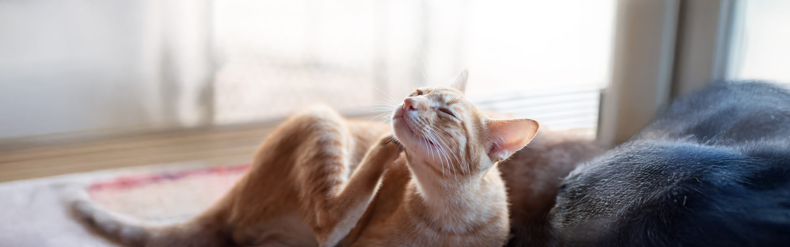 Milben bei Katzen im Ohr, Haut und Fell erkennen – Effektiv behandeln ...
