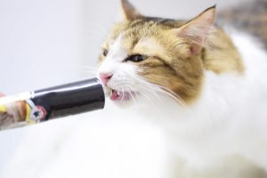 Das Immunsystem Deiner Katze stärken – so geht´s! | Cat’s Best