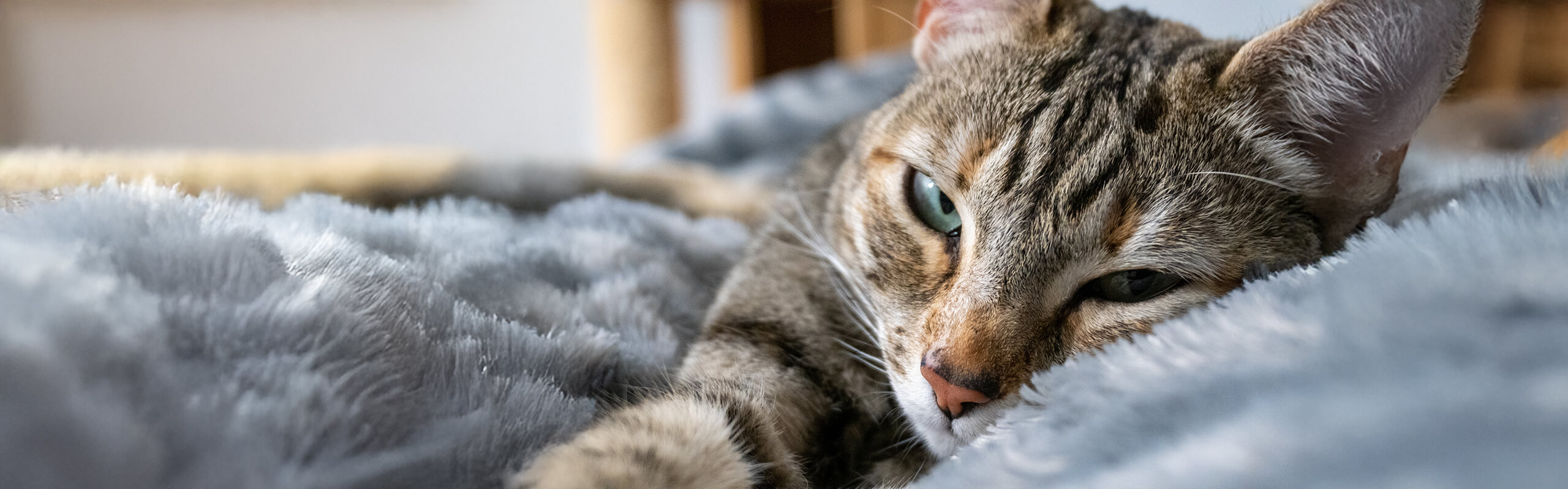 Katzenseuche bei Katzen: Symptome, Diagnose und Behandlung | Cat’s Best
