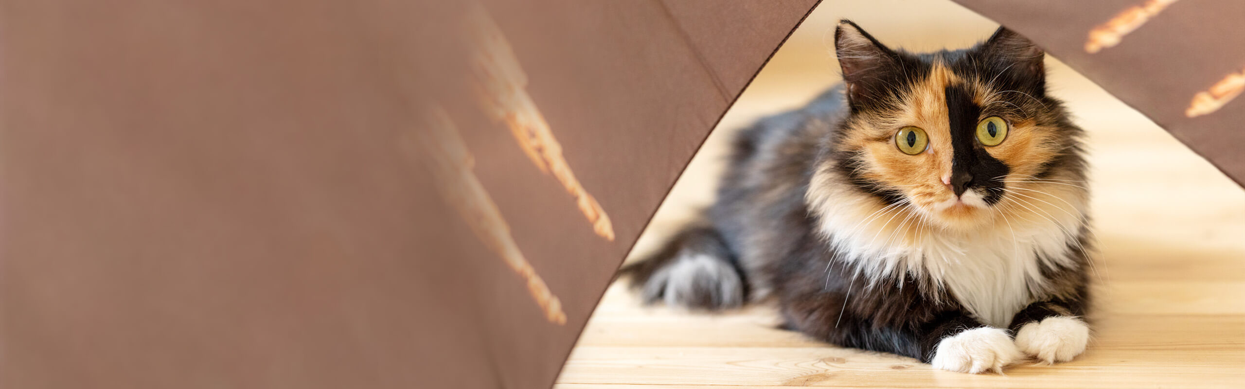 Das Immunsystem Deiner Katze stärken – so geht´s! | Cat’s Best