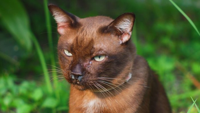 Katzenseuche bei Katzen: Symptome, Diagnose und Behandlung | Cat’s Best