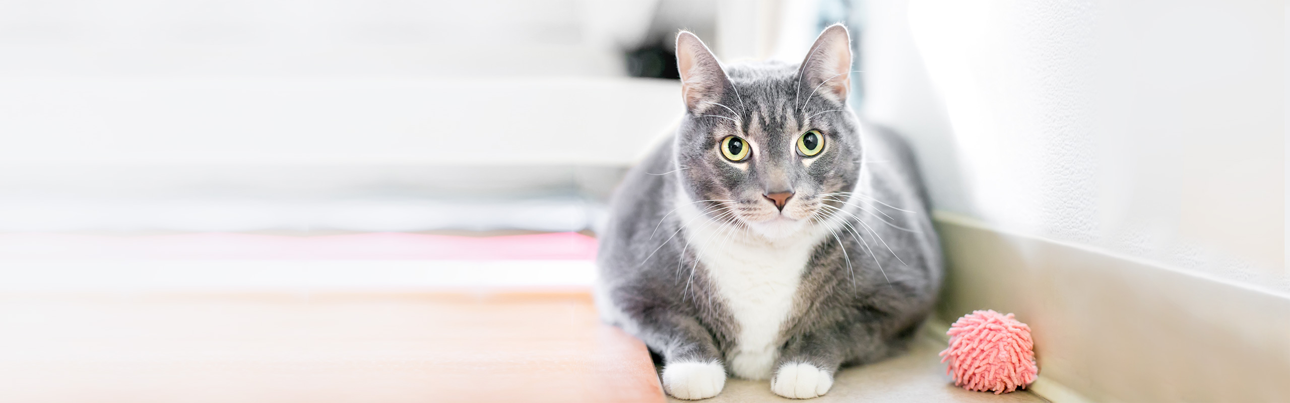 Dikste Kat Ooit Dikste Kat Ter Wereld Op Dieet Voor Vinden Nieuw