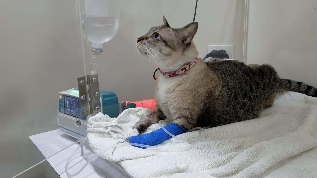 Katzenseuche bei Katzen: Symptome, Diagnose und Behandlung | Cat’s Best