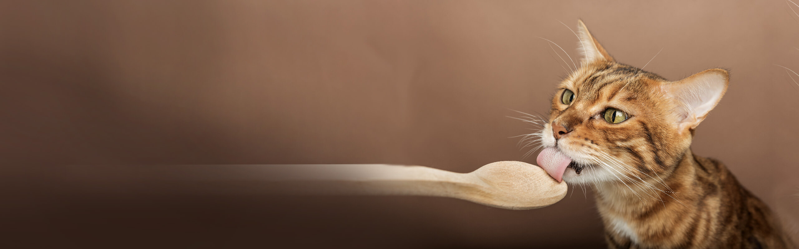 Katzenfutter selbst machen | Cat’s Best