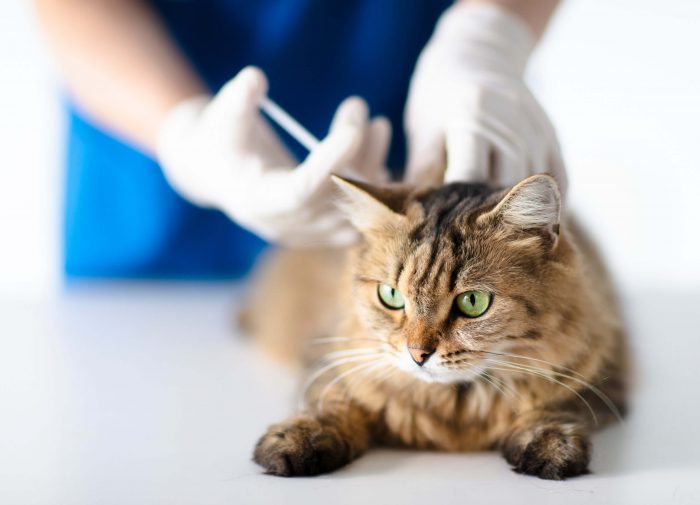 Das Immunsystem Deiner Katze stärken – so geht´s! | Cat’s Best