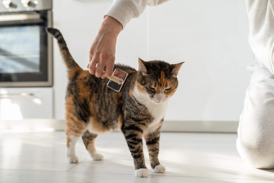 Milben bei Katzen im Ohr, Haut und Fell erkennen – Effektiv behandeln ...