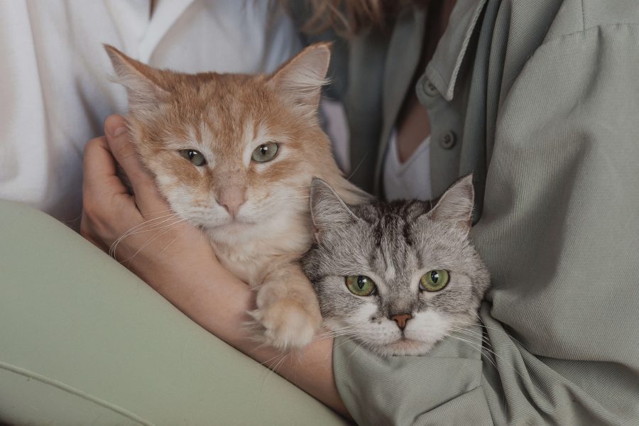 Haarlinge bei Katzen: Erkennen, Behandeln und Vorbeugen | Cat’s Best