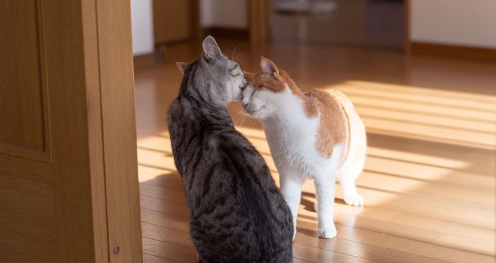 Haarlinge bei Katzen: Erkennen, Behandeln und Vorbeugen | Cat’s Best