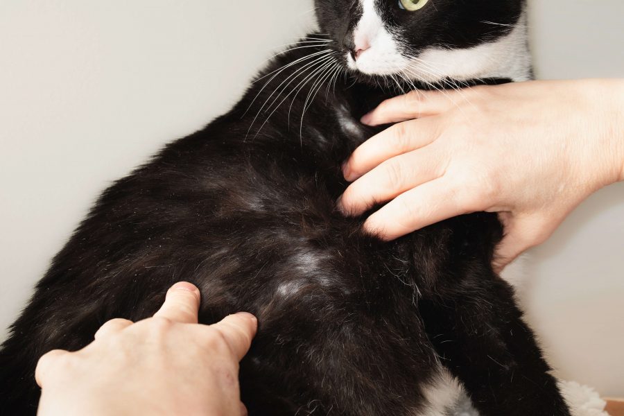 Milben bei Katzen im Ohr, Haut und Fell erkennen – Effektiv behandeln ...