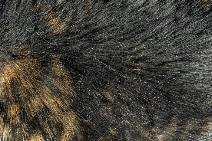 Milben bei Katzen im Ohr, Haut und Fell erkennen – Effektiv behandeln ...