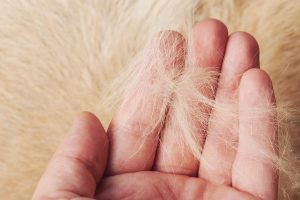 Milben bei Katzen im Ohr, Haut und Fell erkennen – Effektiv behandeln ...