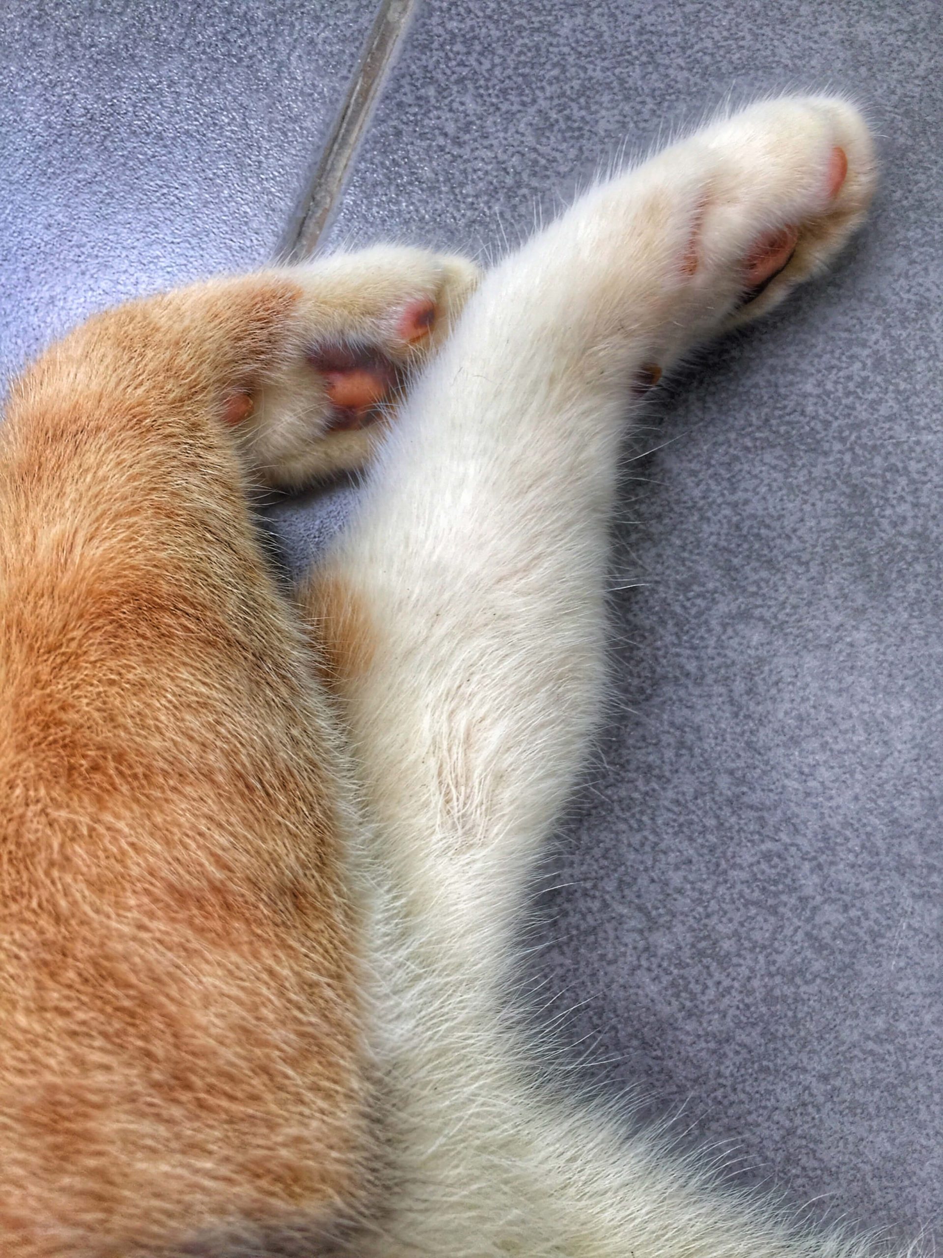 Die Schnurrhaare der Katzen | Cat’s Best