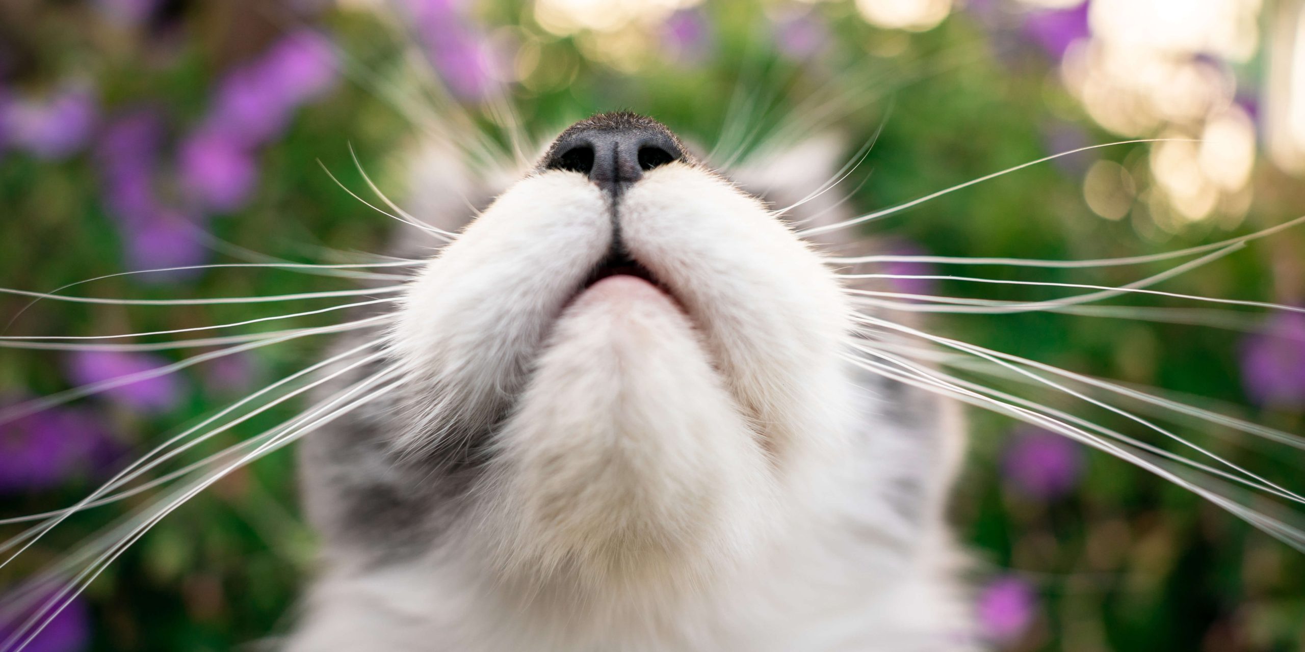 Wachsen Schnurrhaare Bei Katzen Nach