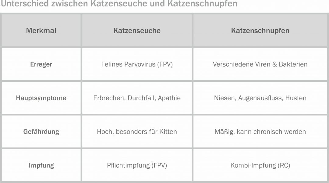 Katzenseuche bei Katzen: Symptome, Diagnose und Behandlung | Cat’s Best