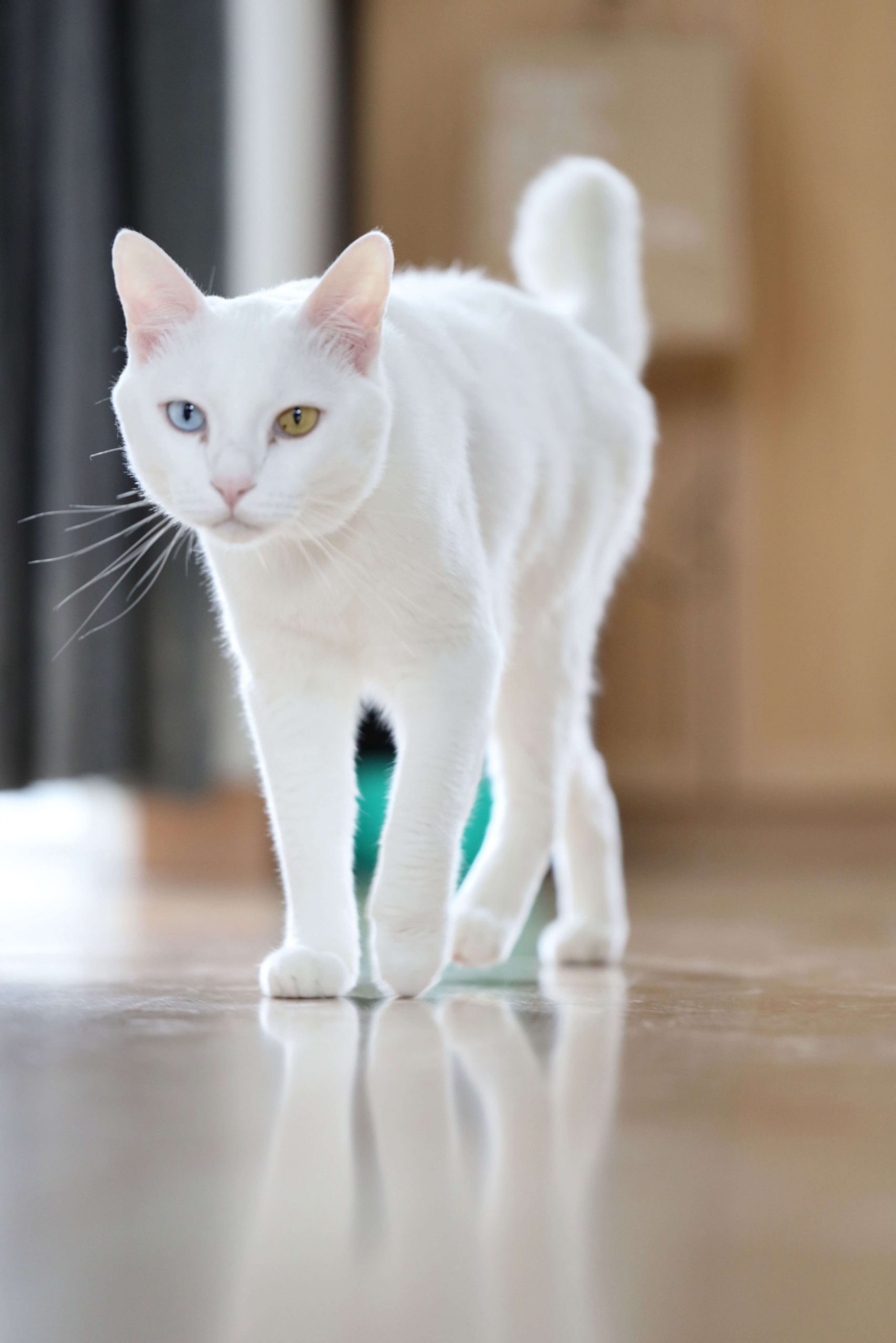 Khao Manee | Cat’s Best