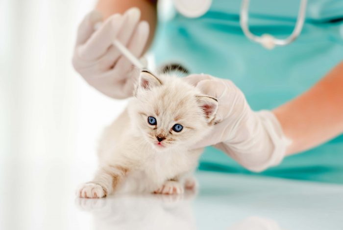 Katzenseuche bei Katzen: Symptome, Diagnose und Behandlung | Cat’s Best