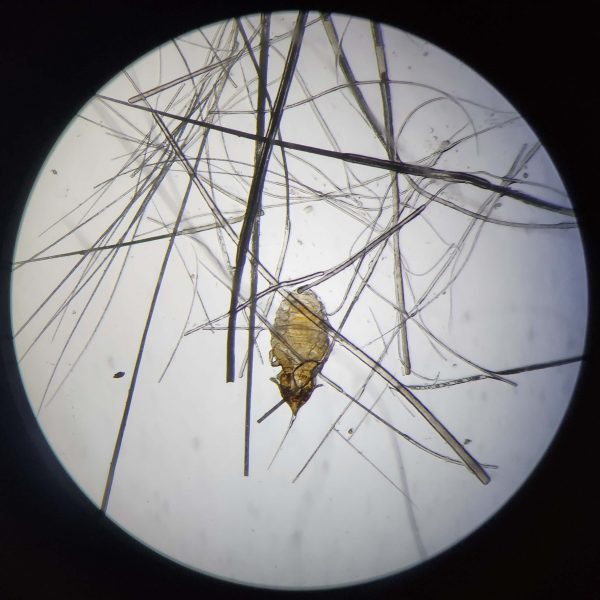 Haarlinge bei Katzen: Erkennen, Behandeln und Vorbeugen | Cat’s Best