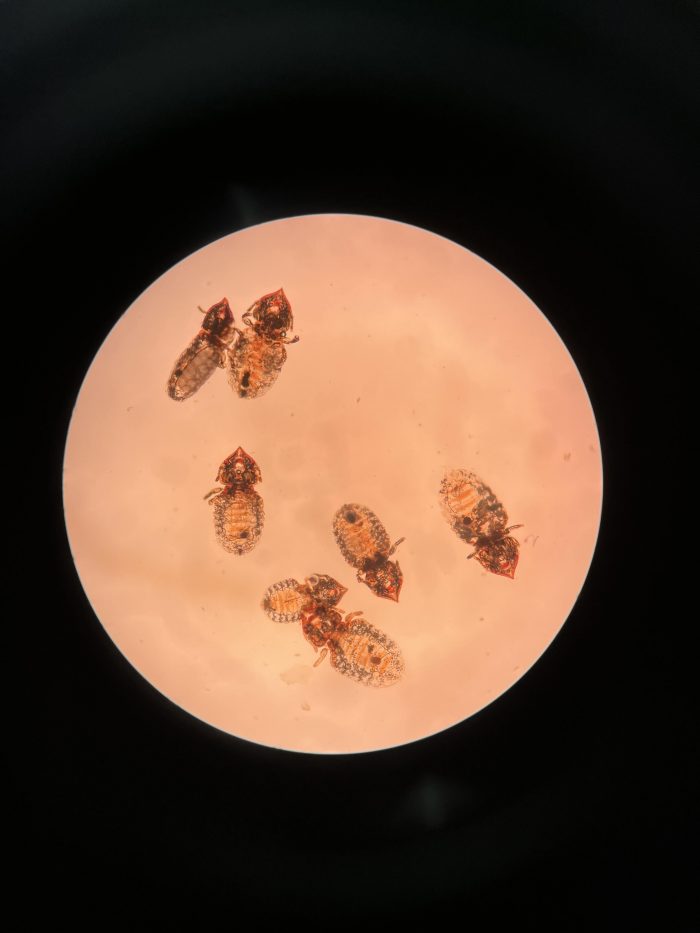 Haarlinge bei Katzen: Erkennen, Behandeln und Vorbeugen | Cat’s Best