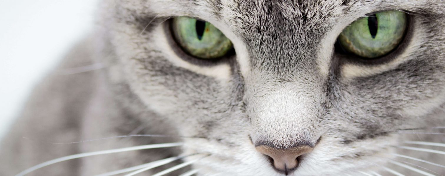 Katzenseuche bei Katzen: Symptome, Diagnose und Behandlung | Cat’s Best