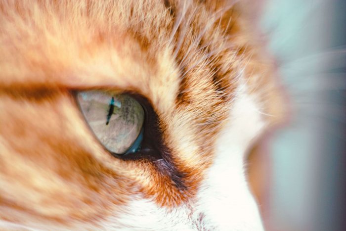 German Rex | Cat’s Best