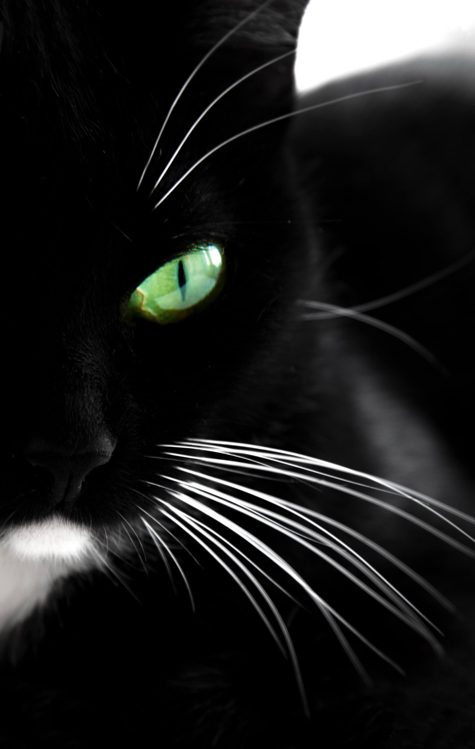 Die Schnurrhaare der Katzen | Cat’s Best