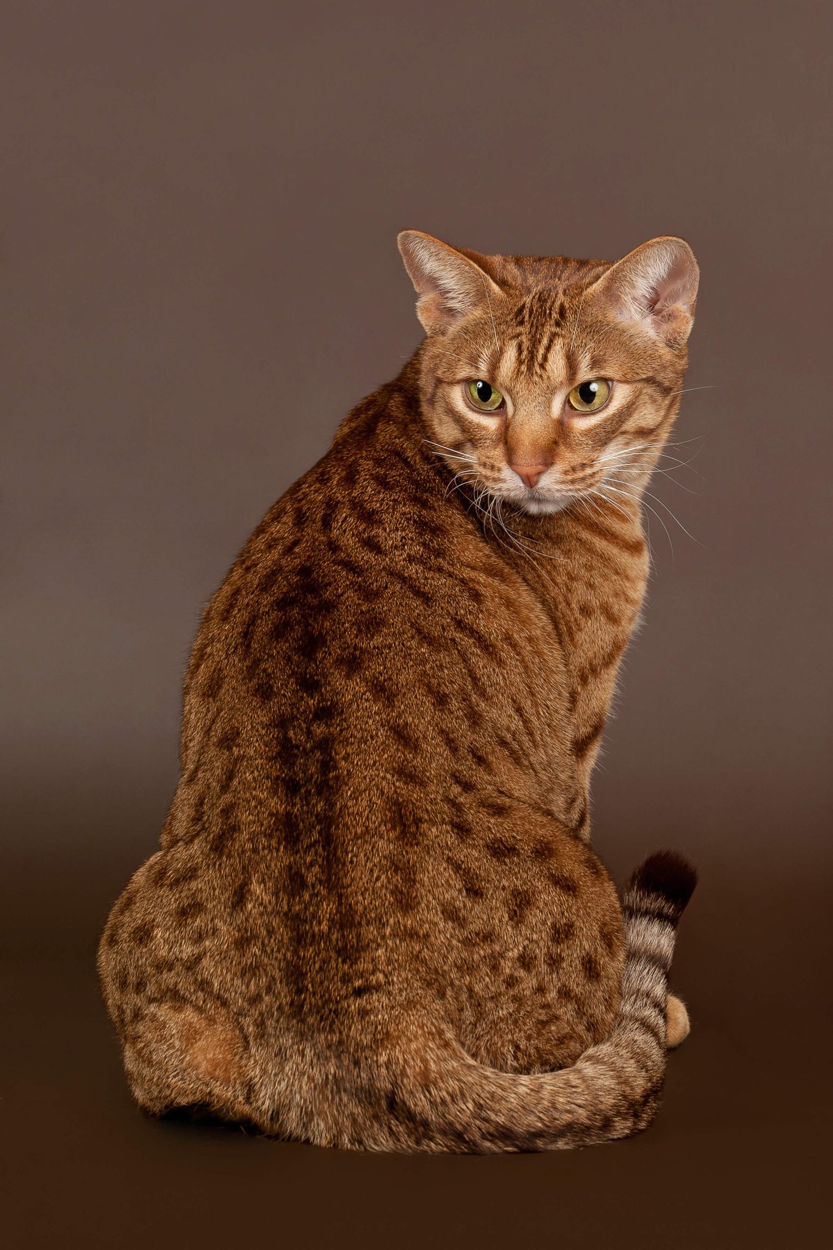 Ocicat | Cat’s Best