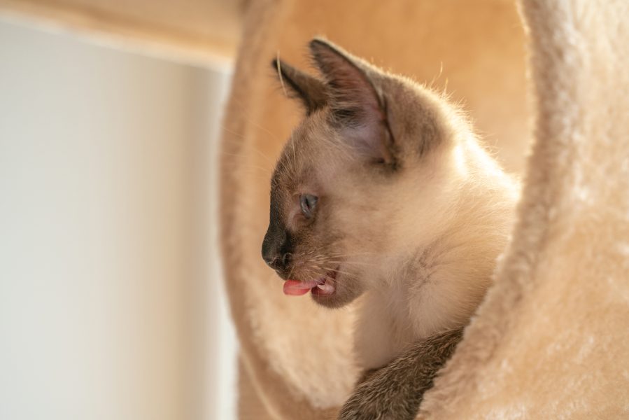 Tonkanese | Cat’s Best