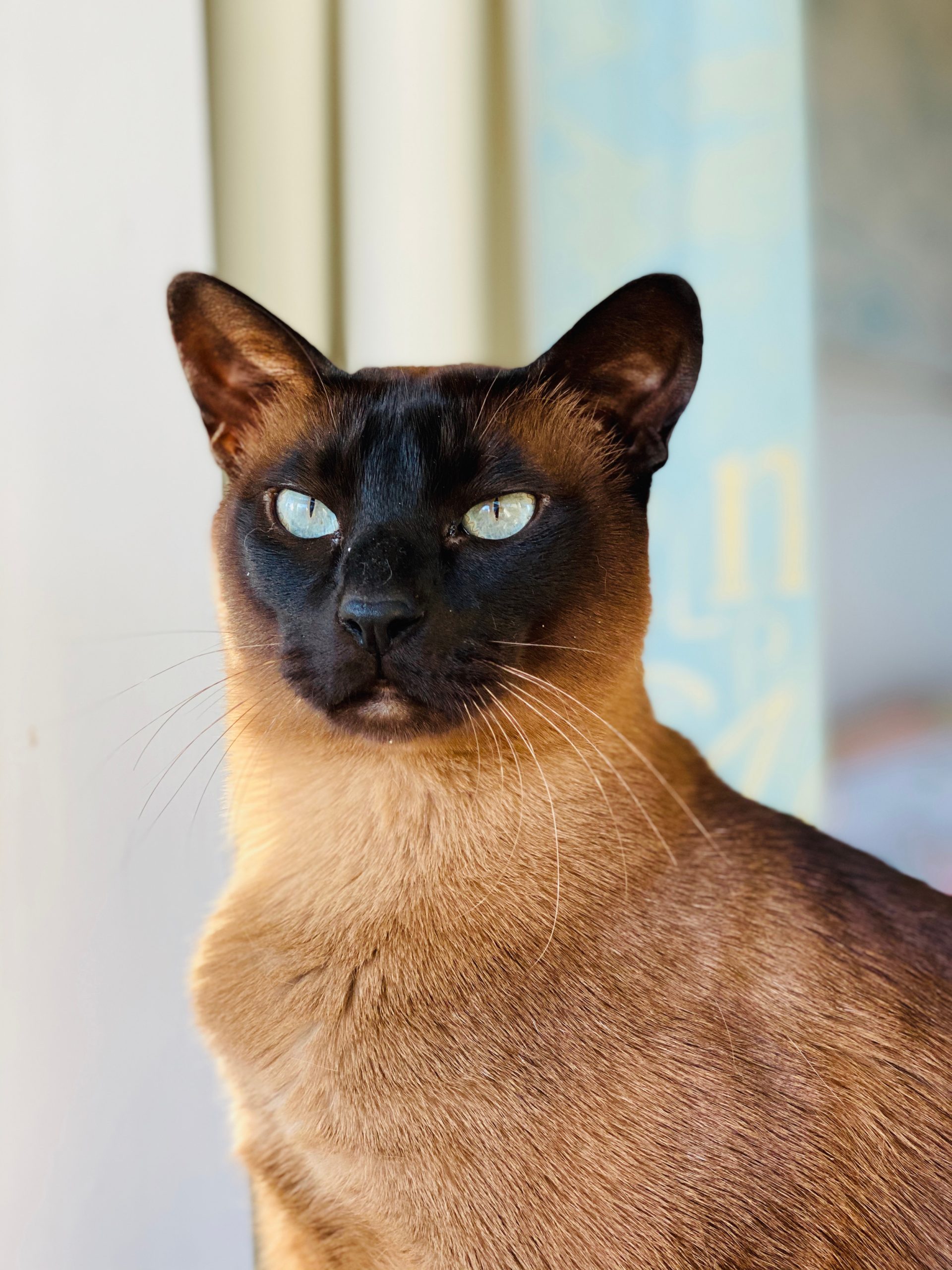 Tonkanese | Cat’s Best