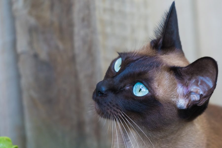 Tonkanese | Cat’s Best