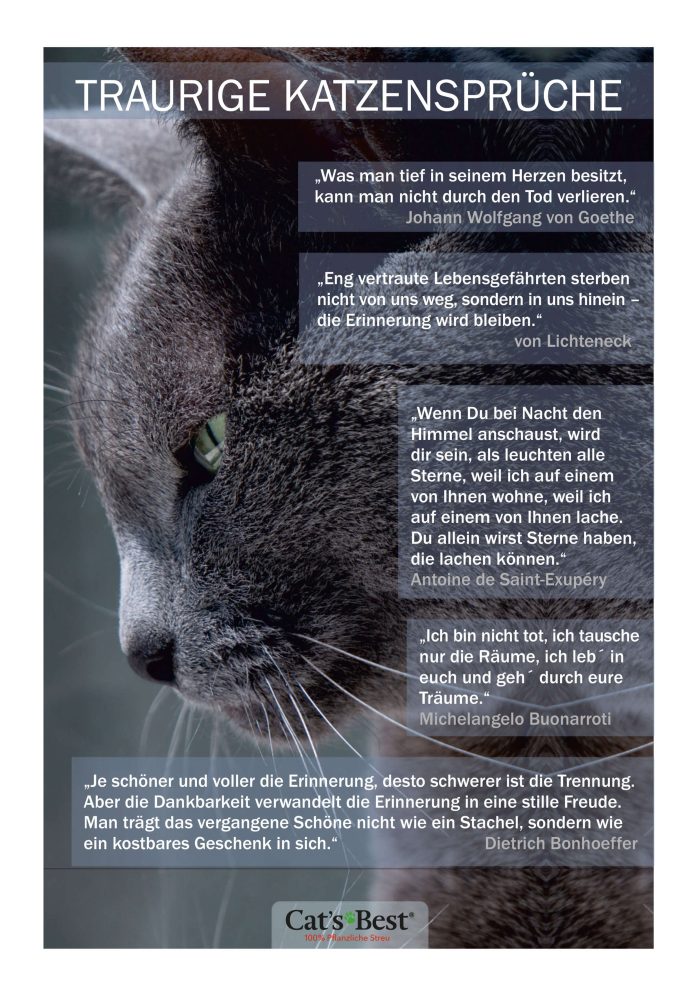 Faszinierend Katze Gestorben Was Tun Bild