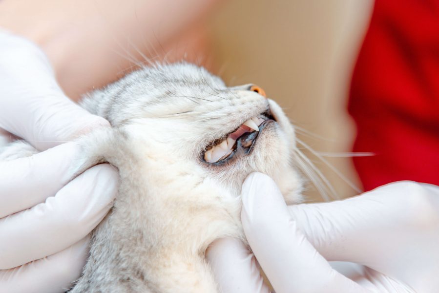 FORL bei Katzen: Symptome, Diagnose, Behandlung und Kosten | Cat’s Best