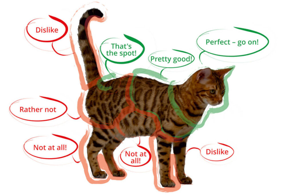 How to make your home cat-friendly | Cat’s Best