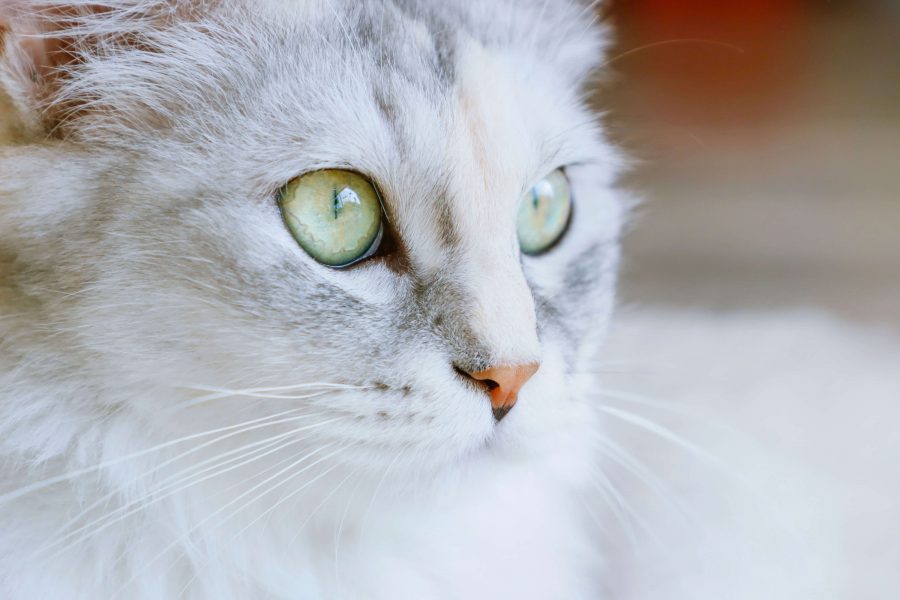 Britisch Langhaar | Cat’s Best