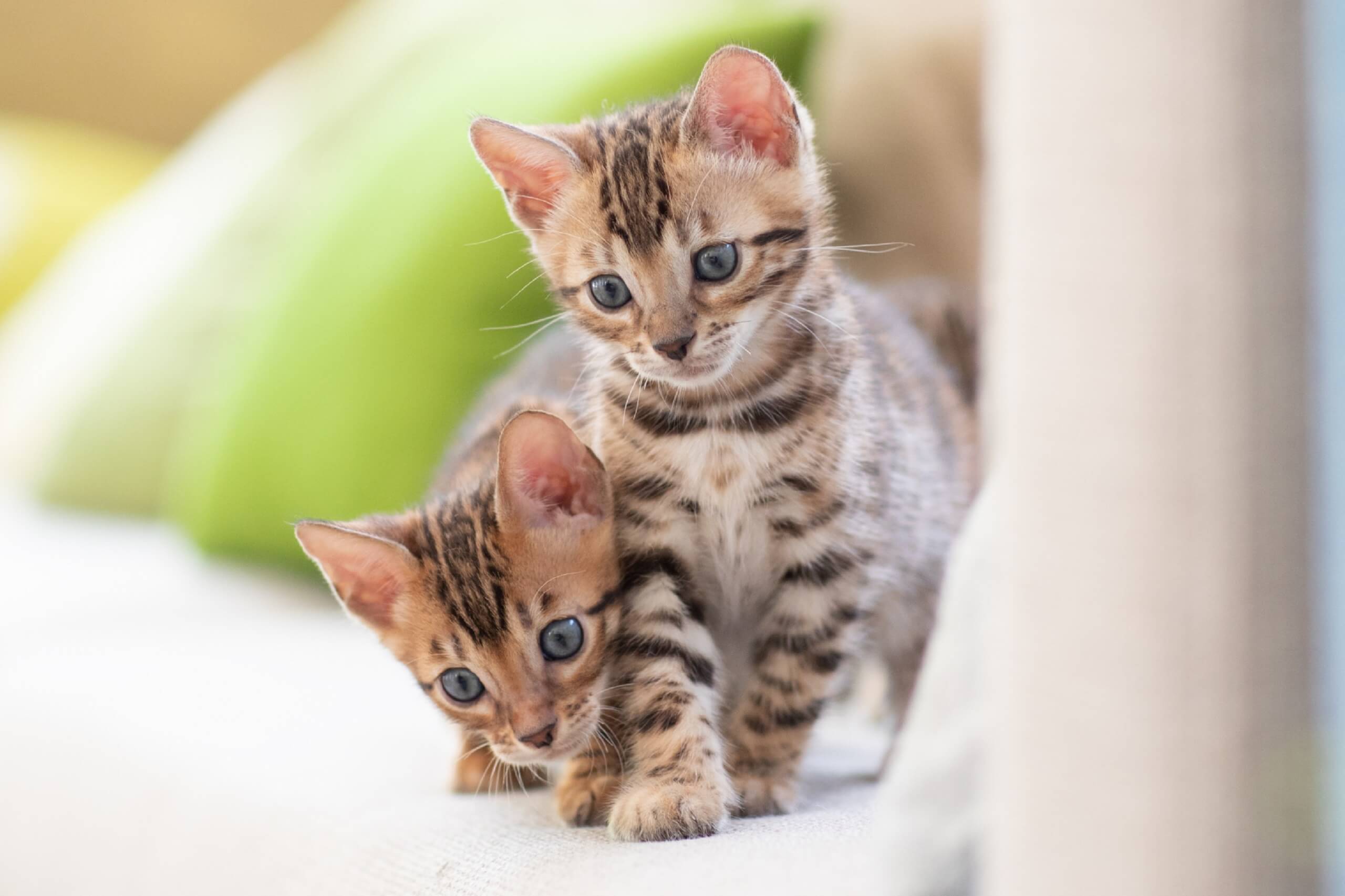 Nauka czystości w domu | Cat’s Best