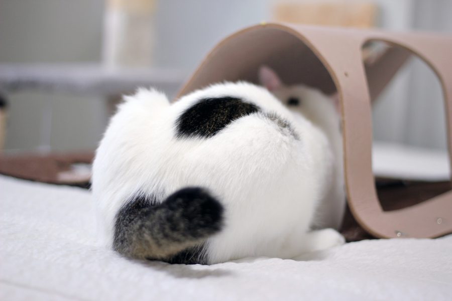 Japanese Bobtail | Cat’s Best