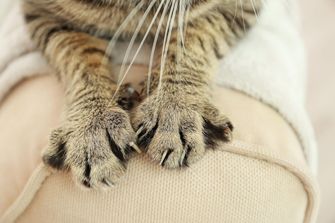 Wie Sie Ihre Katze das Kratzen abtrainieren | Cat’s Best